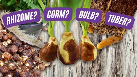 Examples Of Corms In Gardening And Plant Care