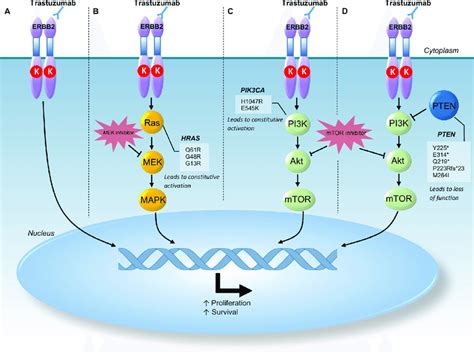 Schematic Representation Of Her2 Signaling Pathway Activation Of This