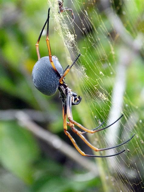 Spider This Travel Life