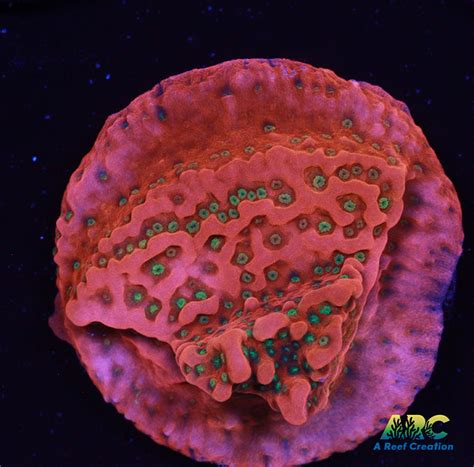 Wwc Cherry Tree Monti A Reef Creation