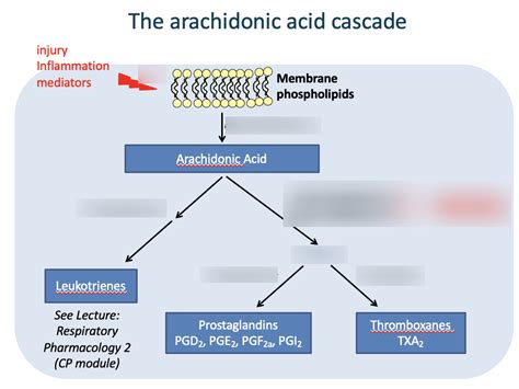 Diagram Of Arachidonic Acid Cascade Quizlet