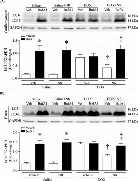 Nr Attenuated Dox Induced Impairment Of Autophagic Flux In