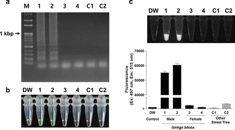 Visual Inspection Lamp Products Using Sybr Green I A Gel Download Scientific Diagram