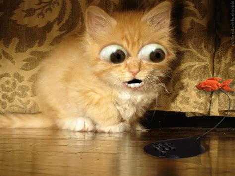 Silly Cats Wallpapers Wallpaper Cave