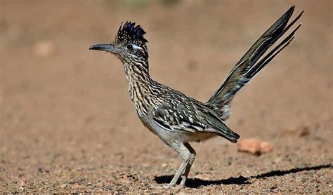 Greater Roadrunner Facts Distribution And Population Biodb