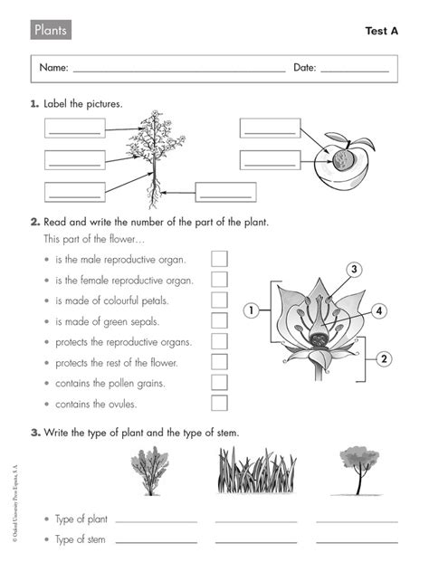 2 Examen T4 Solu Download Free Pdf Flowers Sex Organ