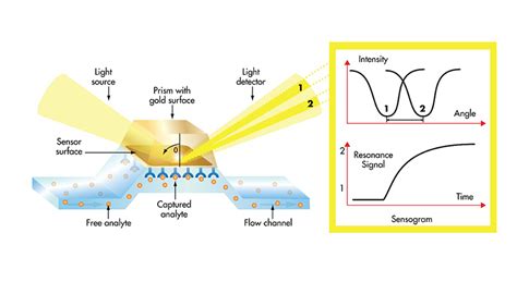 分子互作平台 中国科学院武汉病毒研究所公共技术中心