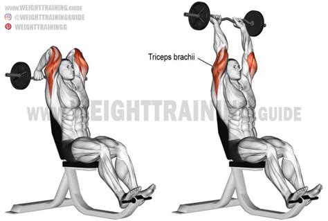 Dumbbell Curl Exercise Instructions And Video Weight Training Guide