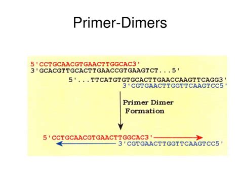 Primer Dimer Tm At Katherine Edmunds Blog