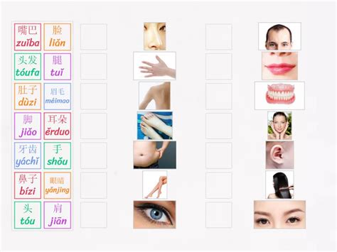 คำศัพท์ร่างกายภาษาจีน （身体 Shēntĭ） จับคู่