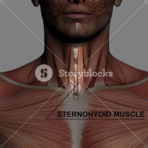 Sternohyoid Muscle