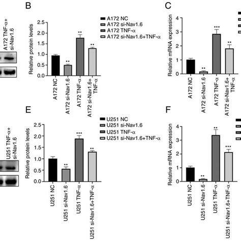 Expression Of Nav16 After Tnf α Action On Glioma A172 And U251 Cells Download Scientific