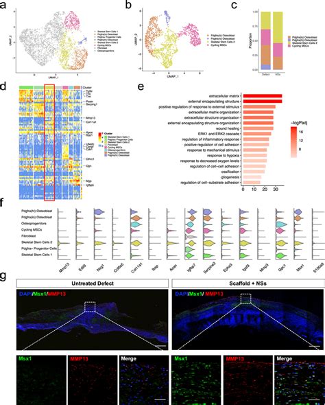 Msx1⁺ Sscs Subset Was Locally Expanded By The In Situ Culture System