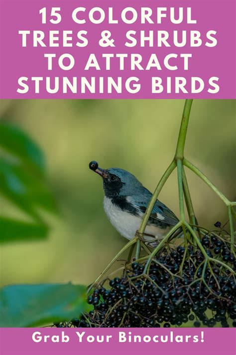 15 Colorful Trees Shrubs To Attract Stunning Birds To Your Backyard Shrubs Backyard Birds