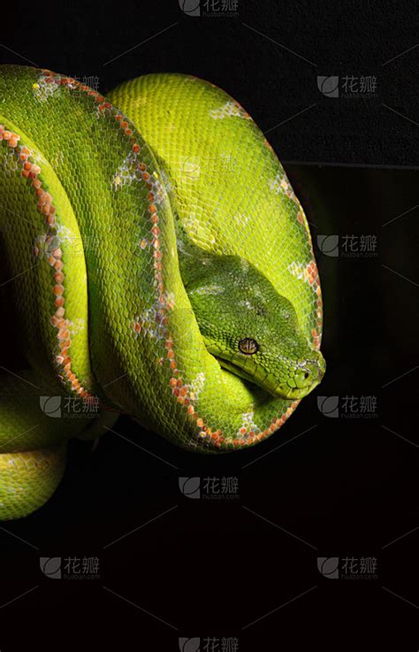 绿树蟒 巨蟒 垂直画幅 野生动物 爬行纲 绿色 无人 蛇 动物 捕获的