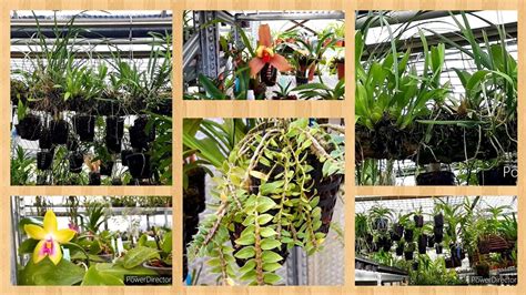 Как КУПИТЬ ОРХИДЕИ в Голландии или в гостях у Дебби 😃 Youtube