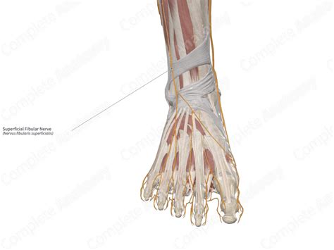 Superficial Fibular Nerve Complete Anatomy
