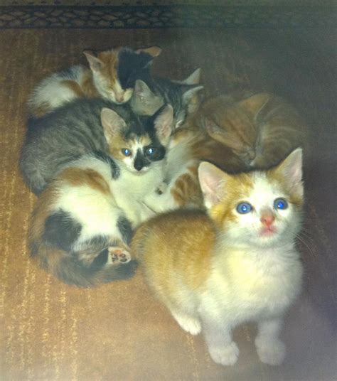 Pussies Galore Rescue