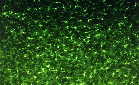 What Is Fluorescence Quenching Axispharm