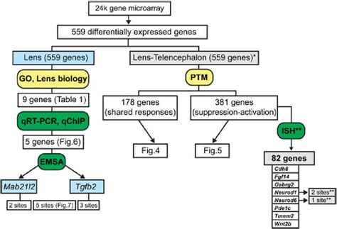 A Schematic Diagram Of Computational Analytic And Confirmatory Download Scientific Diagram