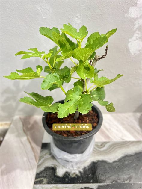 รวยทรัพย์การ์เด้น 🪴 Bbr 🍐 Bordissotblancarimada 1 ใน 5 เสือ ที่ ปลูกเลี้ยงง่าย ต้นใบใหญ่