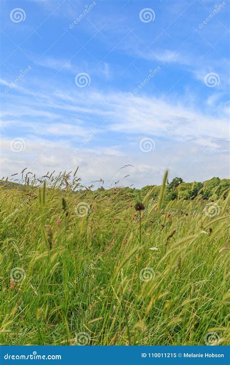 Tall Grass And Sky Stock Image Image Of Lewes Angle 110011215