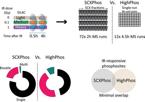 Cells Free Full Text Phosphoproteomics Sample Preparation Impacts Biological Interpretation