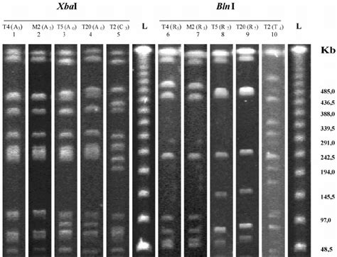 Pfge Patterns Of Chromosomal Dna Restriction Fragments Generated With