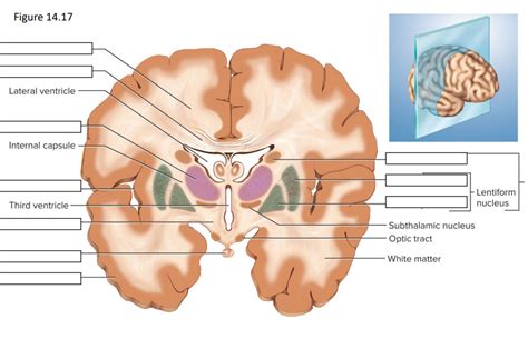 Basal Nuclei Diagram Quizlet