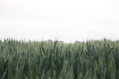 How To Add Inline Plantuml To Mkdocs Medium