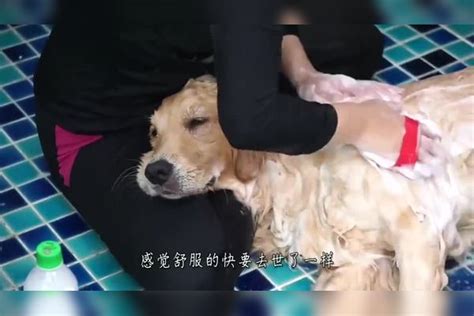 女子给只阿拉斯加洗澡下一秒别笑除非忍不住 女子