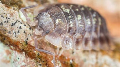 Is Shellac Flammable Top Woodworking Advice