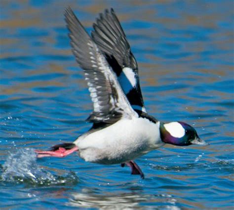 Waterfowl Identification Fwc