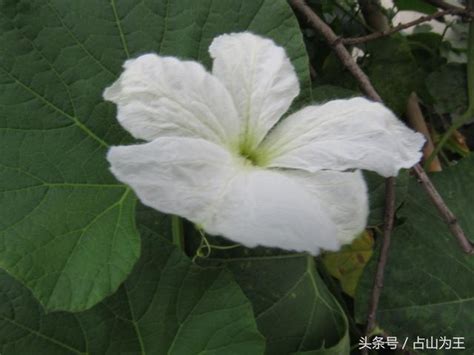 小葫蘆和葫蘆花 每日頭條