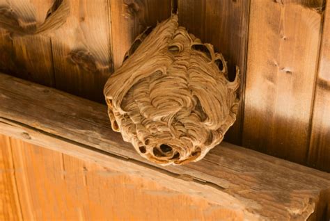 Wasp Nest Removal Cost How Much To Remove A Wasp Nest