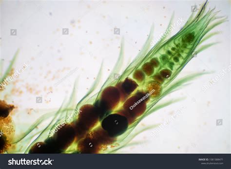 17 Imágenes Fotos De Stock Objetos En 3d Y Vectores Sobre Bryophyte With Reproductive