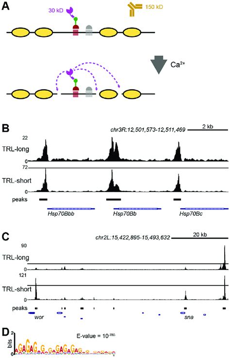 Chromatin Profiling Of Trl By Nanocutandrun A Schematic Of The Method