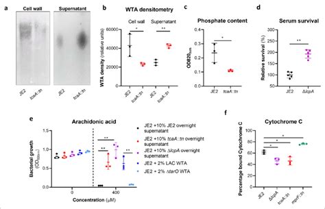 Wall Teichoic Acids Wta Are Released From The Cell Wall In The Tcaa