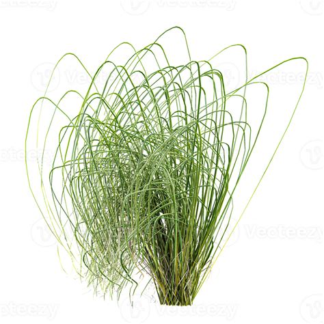 Green Beautiful Grass Isolated On Canvas 52960577 Png