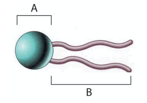 Micro Flashcards Quizlet