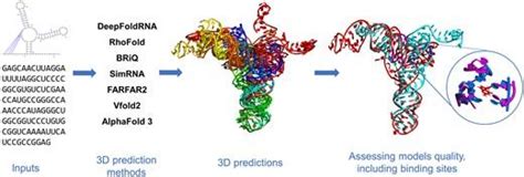 Rna Modeling Advances New Directions In Rna Structure Prediction Laboratory Of Computational