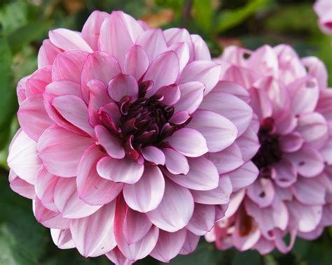 Dahlia Crème De Cassis Tubers — Buy Online At Farmer Gracy Uk