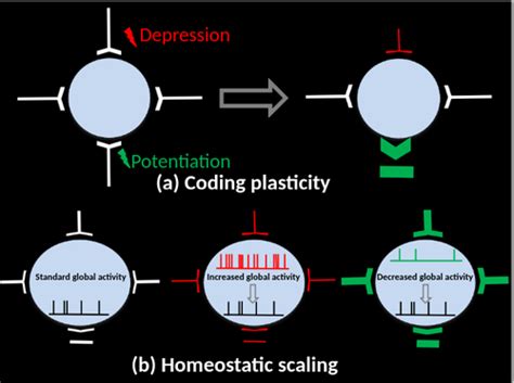 8 Homeostatic Plasticity And Metaplasticity Flashcards Quizlet