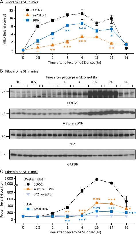 Correlative Expression Of Cox‐2 And Bdnf Following Pilocarpine Se In