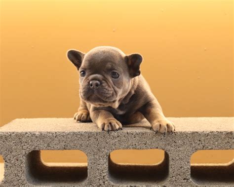 강아지분양 퍼피당 안산 프렌치불독분양 밤볼라