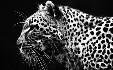 Leopard Black And White Wallpapers Top Free Leopard Black And White
