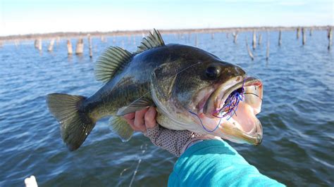 The 10 Best Bass Lures Of 2025