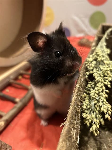 My Adorable Girl Biggie Rhamsters
