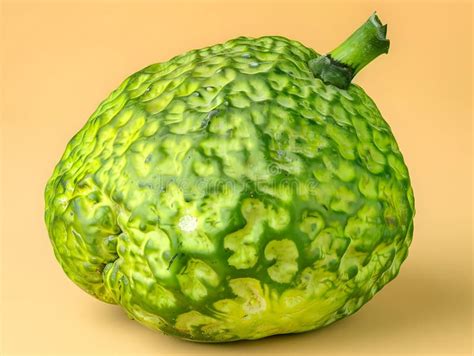 Green Bumpy And Wrinkled Fruit With A Stem Realistic Photo Stock