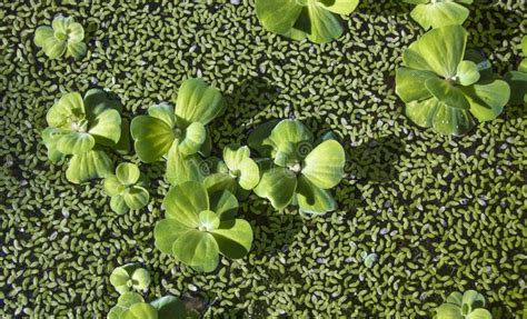 Duck Weed Stock Image Image Of Garden Environment Duckweed 50658991